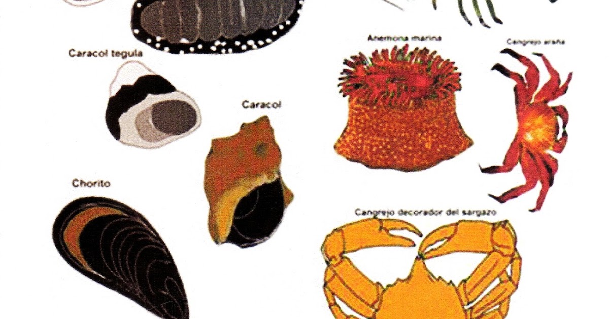 Mundo acuatico Peru: Peces, moluscos y crustaceos de valor comercial y ...