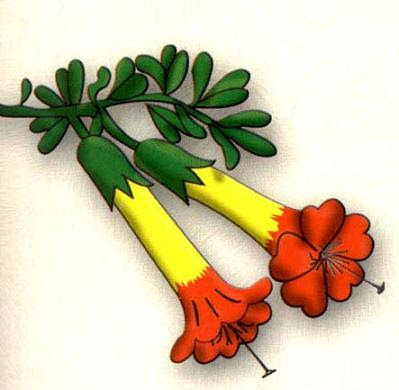 El día de las flores bolivianas ~ Flores Silvestres