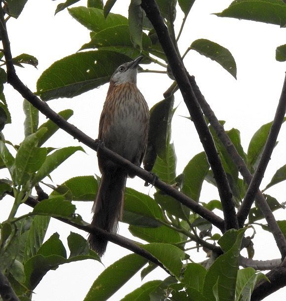 Spiny Babbler: The Endemic Bird of Nepal