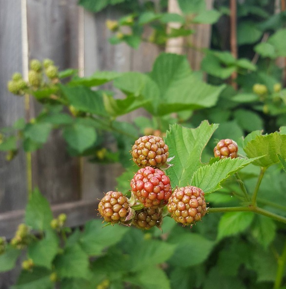 Cooking Creation: Garden