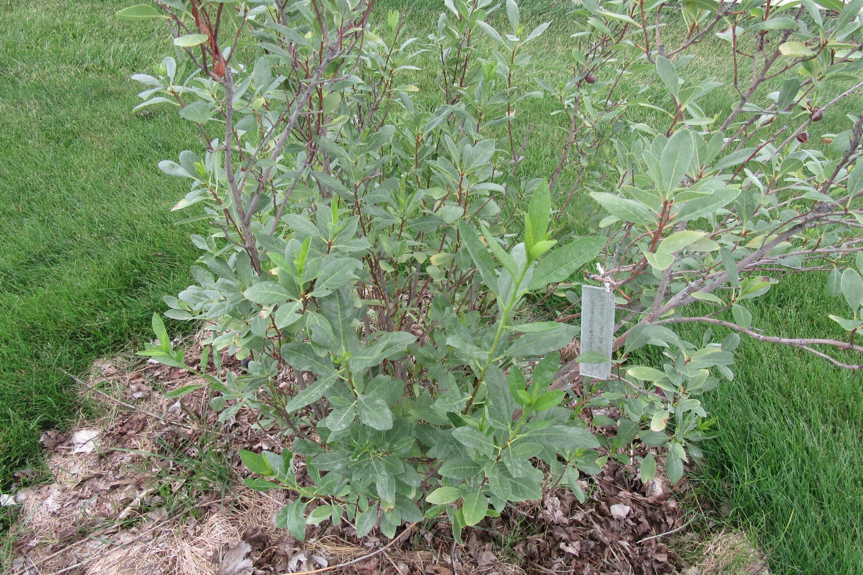 Mother Nature's Montrose Garden: Plant of the Month (July) : Western ...