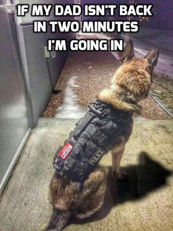 Service dog memes always bring out the smiles (40 Pics ...
