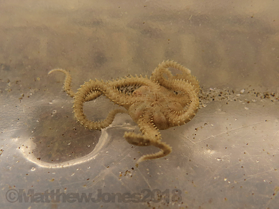 The shape and the idea: 119 — Hutton's brittle star, Ophioceres huttoni