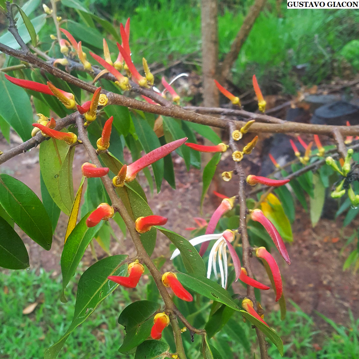 Viveiro Ciprest - Plantas Nativas e Exóticas: Pimenta de Macaco ...