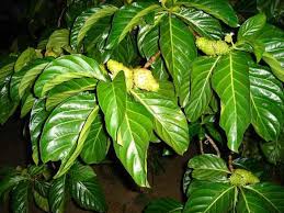 LA BOTICA DE LA YAYA: ÉRASE UNA VEZ... UNA PLANTA DENOMINADA NONIII