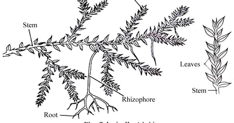 SELAGINELLA - CLASSIFICATION, STRUCTURE OF SPOROPHYTE, REPRODUCTION ...
