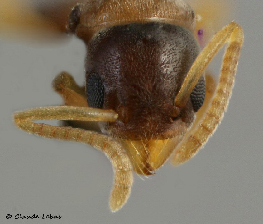 fourmis de Cuba- Hormigas de Cuba- Ants of Cuba: Tapinoma melanocephalum