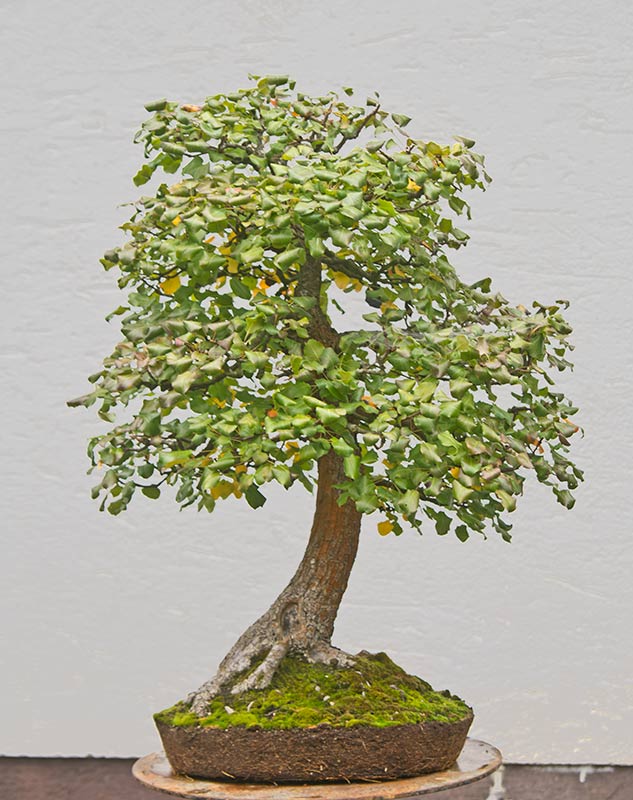 Walter Pall Bonsai Adventures: Wild pear #1