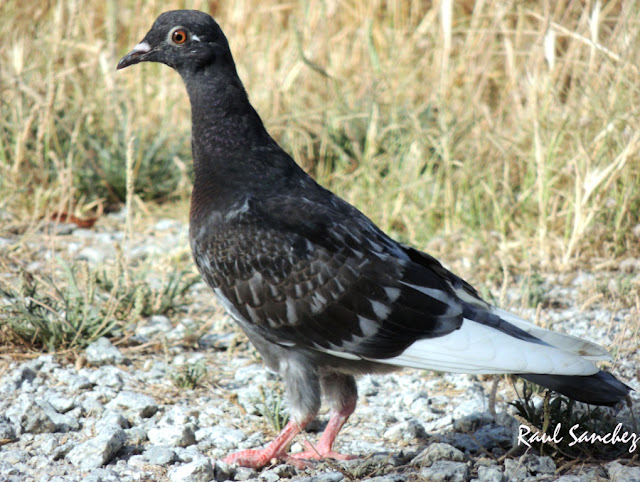 Naturaleza Viva : Paloma,comun colúmbidas (Columbidae)