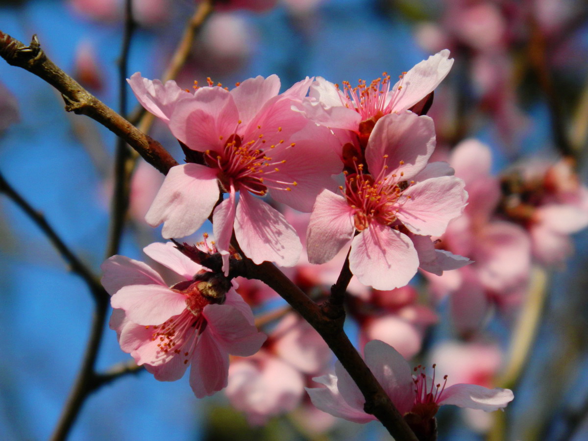 LA MULTI ANI, ROMANIA!: Curcubeul florilor. Flori roz