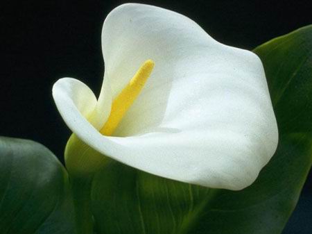 BEAUTIFUL FLOWERS: Calla Flowers - Pictures & Meanings