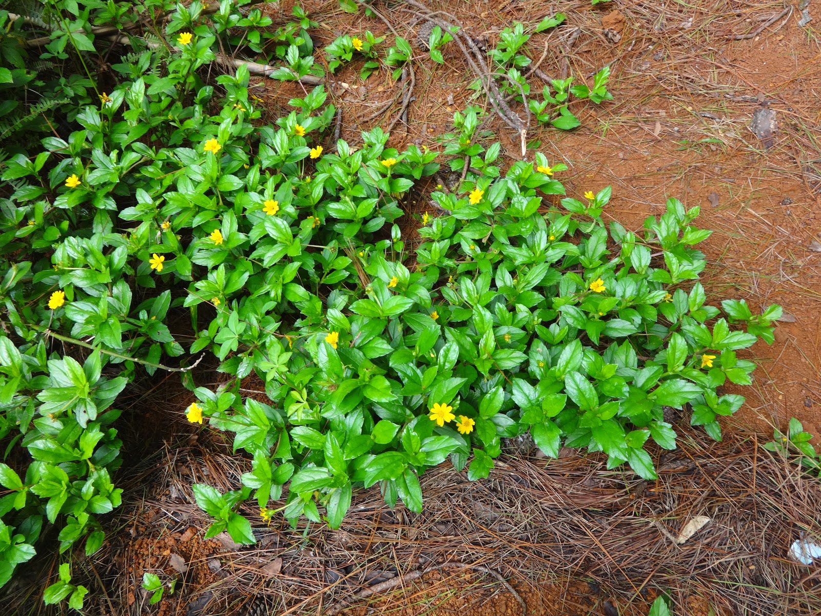 Herbs from Distant Lands: Wedelia - Wedelia chinensis - trilobata ...