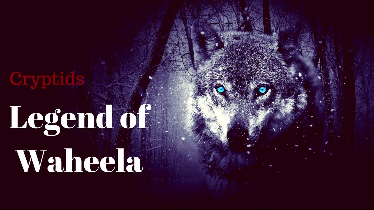 ¿BAILAMOS CON LOBOS?: WAHEELA : CON CARACTERISTICAS DE LOBO Y OSO