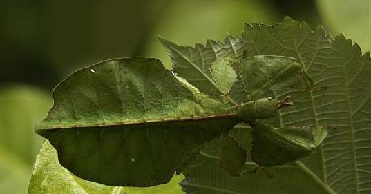 VIRTUOSOS DEL MIMETISMO (NATURALEZA-INSECTOS)