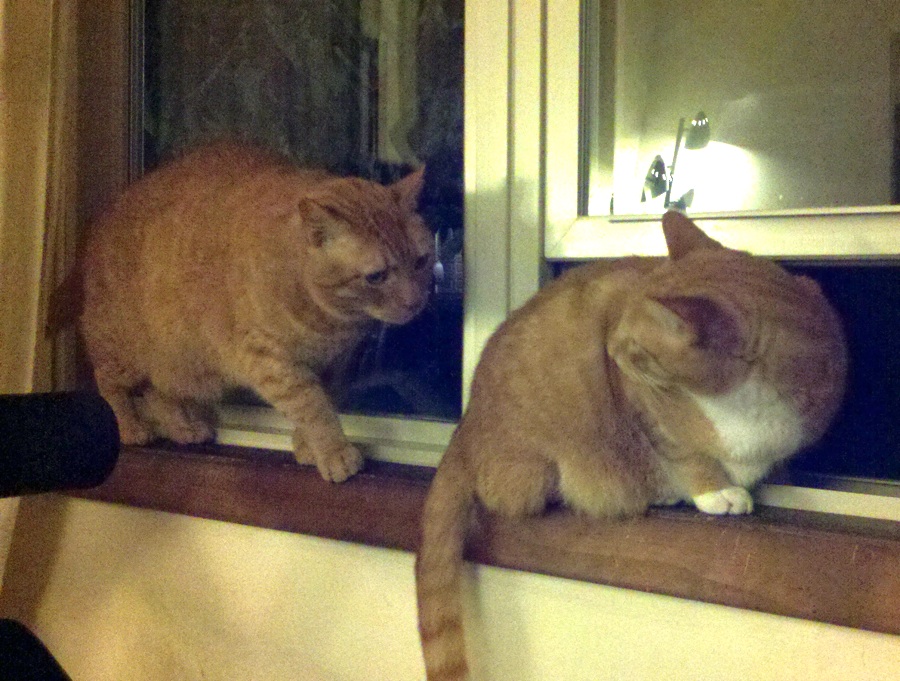 Behind The Bit Scene From A Window sill behind-the-bit-scene-from-a-window-sill