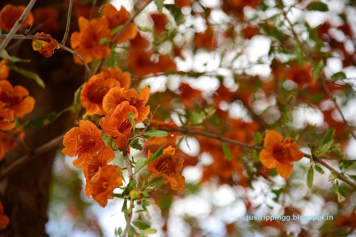 Just Tripping!: Roheda – The Dream in the Desert