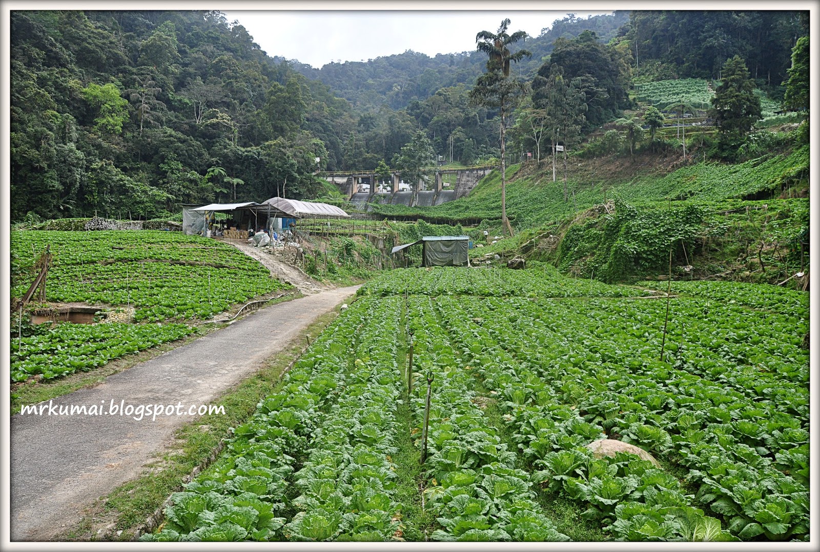 mrkumai.blogspot.com: Kebun Kubis Bunga di Cameron Highlands