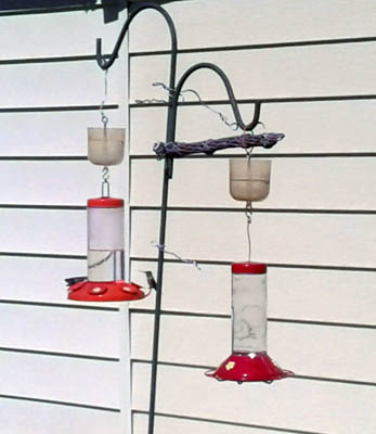 Get More Hummingbirds With Multiple Hummingbird Feeders!
