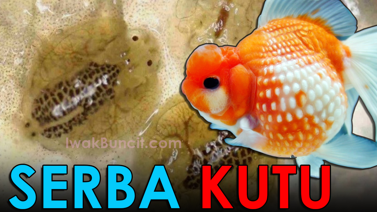 Kutu Jarum, Kutu Bulat, Kutu Jangkar: Bahas Lengkap Soal Kutu Ikan ...