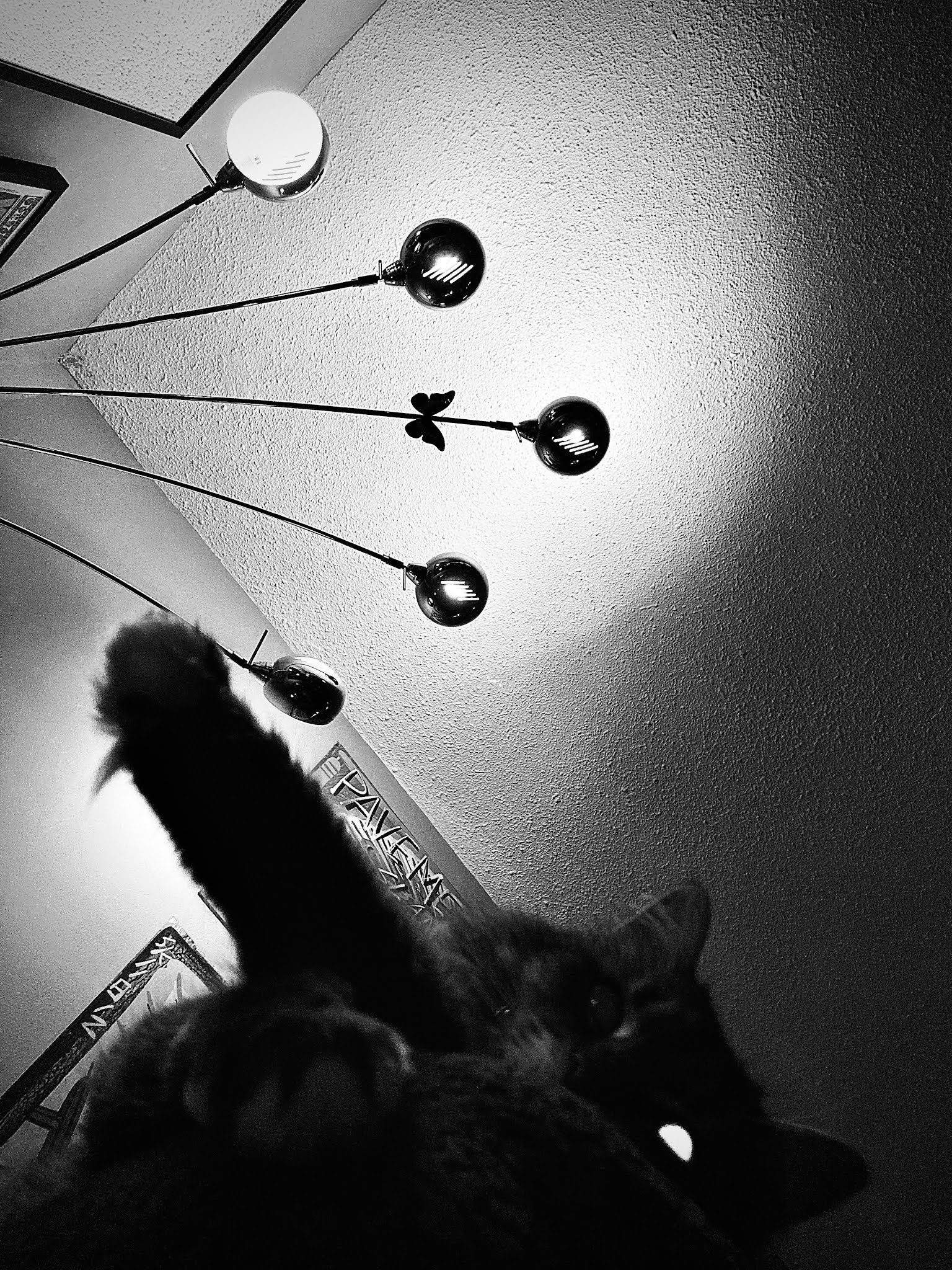 Sin Kitty - Smoov Design Co.