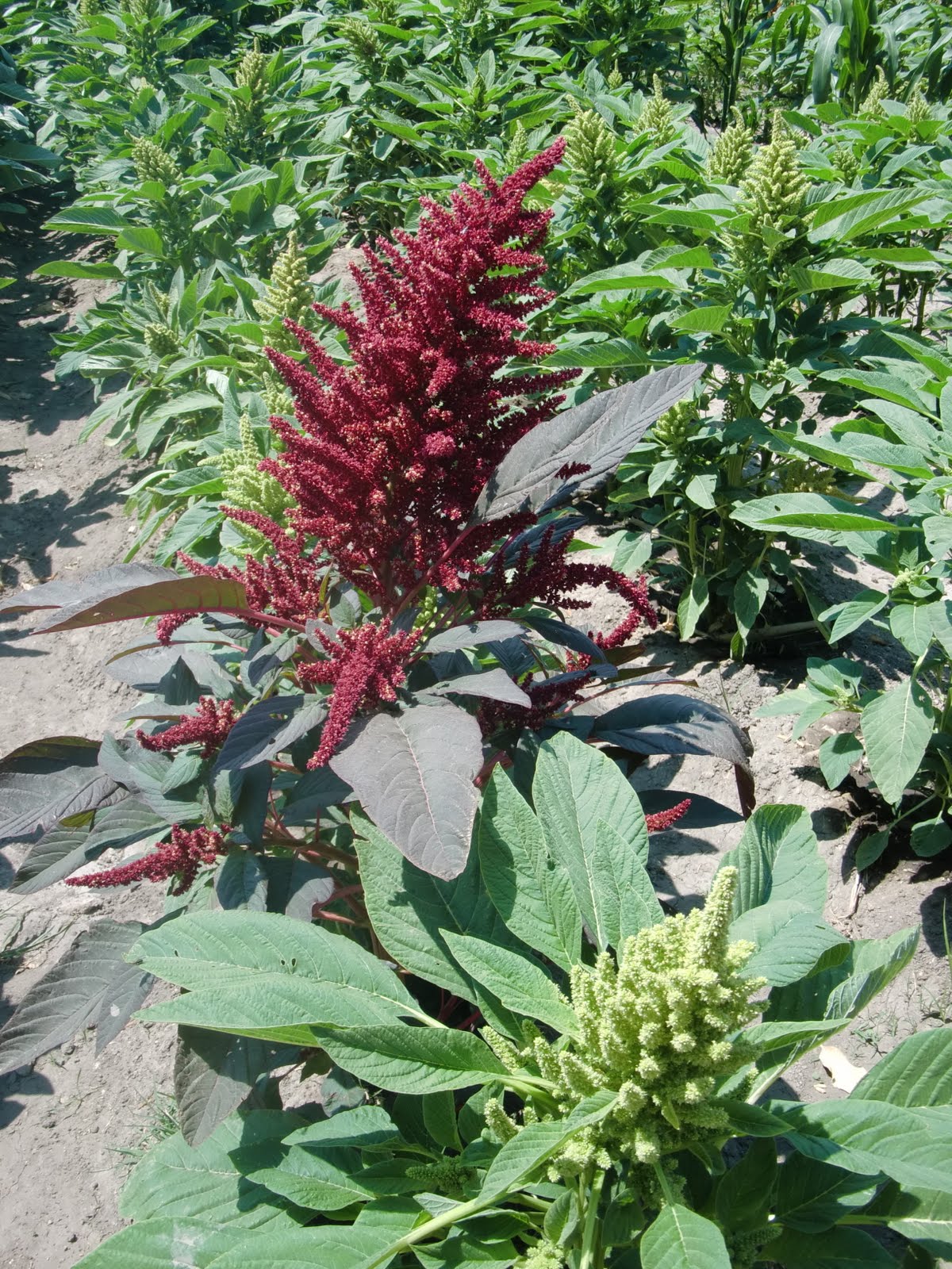 Kirsten Cooks in Mexico!: The Amazing Amaranth Village