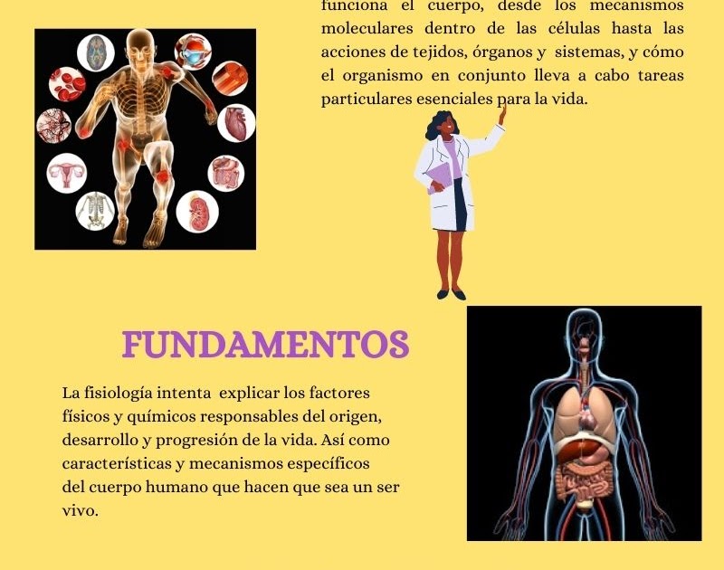 Infografía fisiología, medio interno y externo