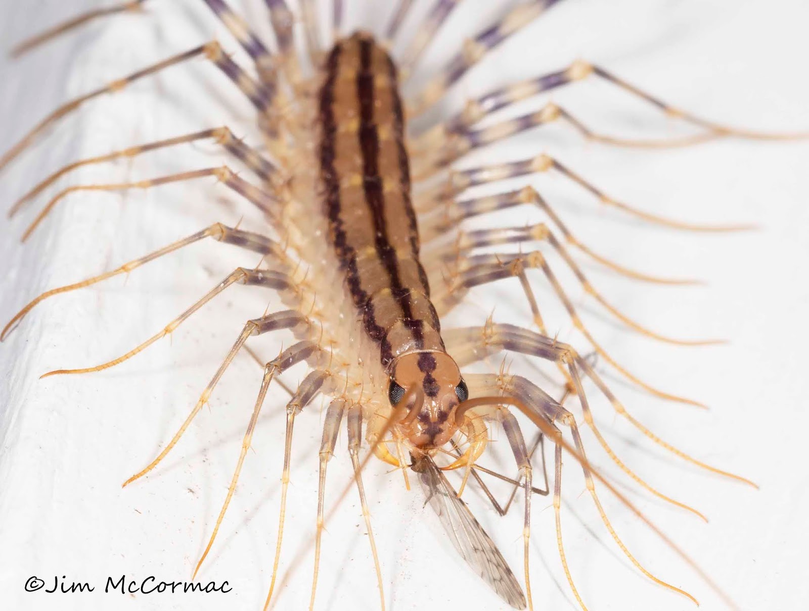 Ohio Birds and Biodiversity: House Centipede hunts, kills