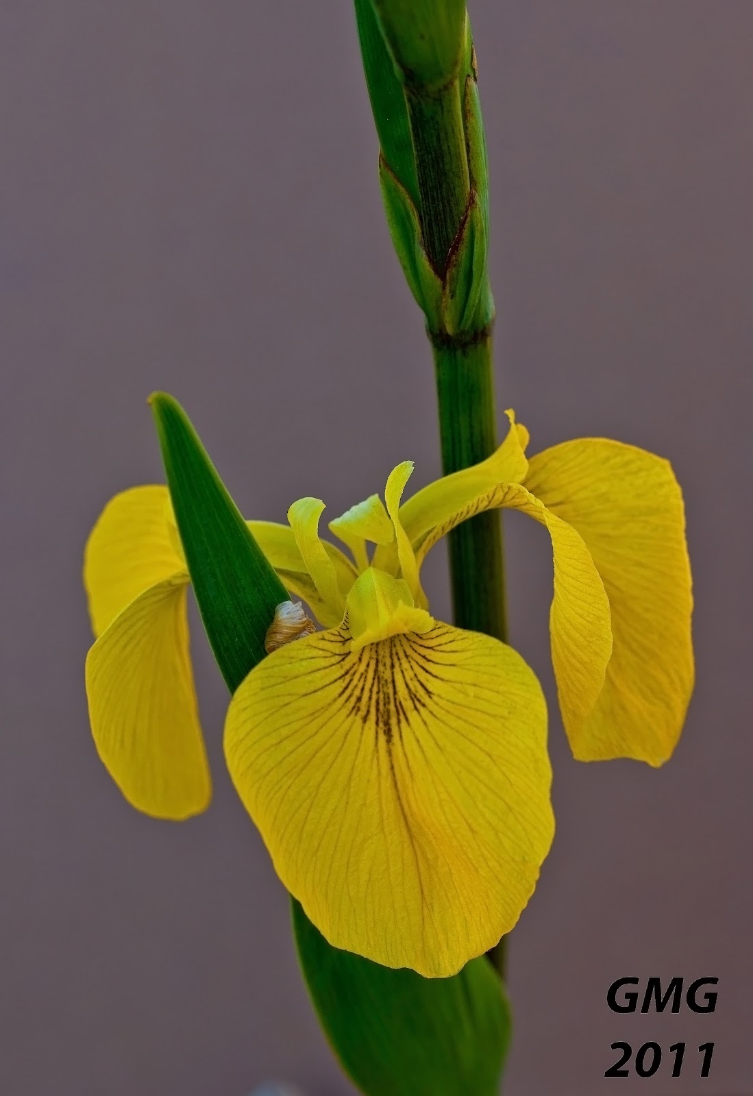 Fotografía de Naturaleza : Iris pseudacorus: lirio amarillo
