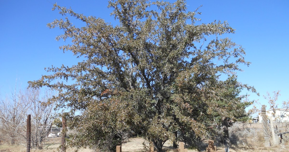 Trees That Please Nursery: 30 Days of Fall Foliage, Monday November 12th.