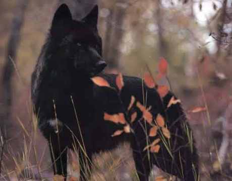 Abe's Animals: BREAKING NEWS: The extinct Florida black wolf lives!?!