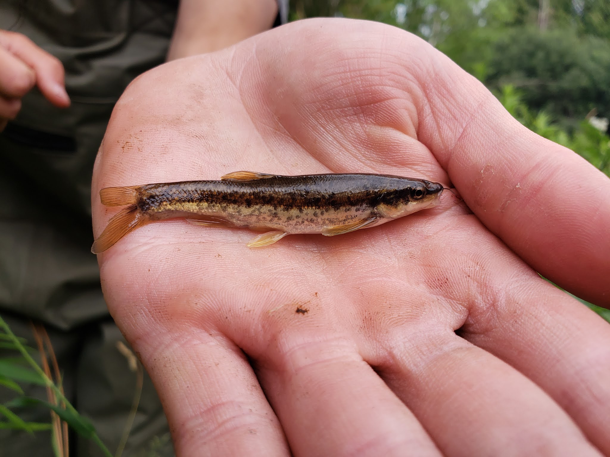 Fish Finding: An Ichthyological Adventure: 2021