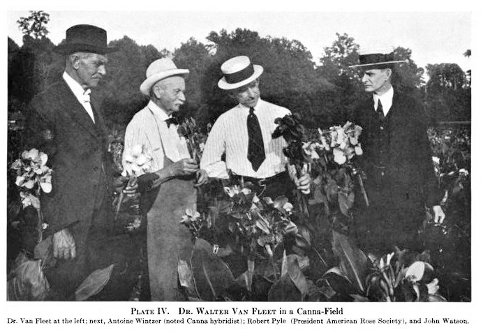 Valley Girl Views: The Van Fleet Roses