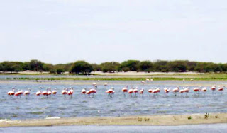Laguna de Ramón ~ Provincia de Sechura