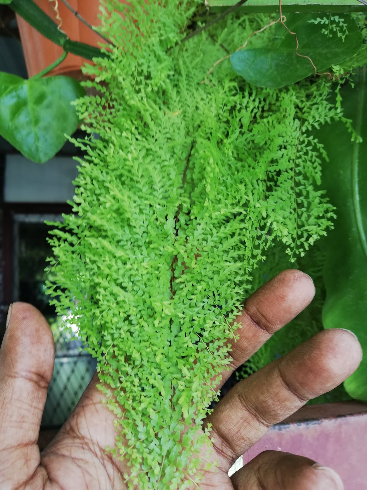 Garden Chronicles of James David: How to Grow & Care Fluffy Ruffle Fern ...