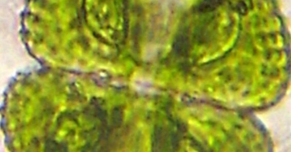Cultivo De Microalgas Em Fotobiorreatores Revelando A Beleza De Nossas