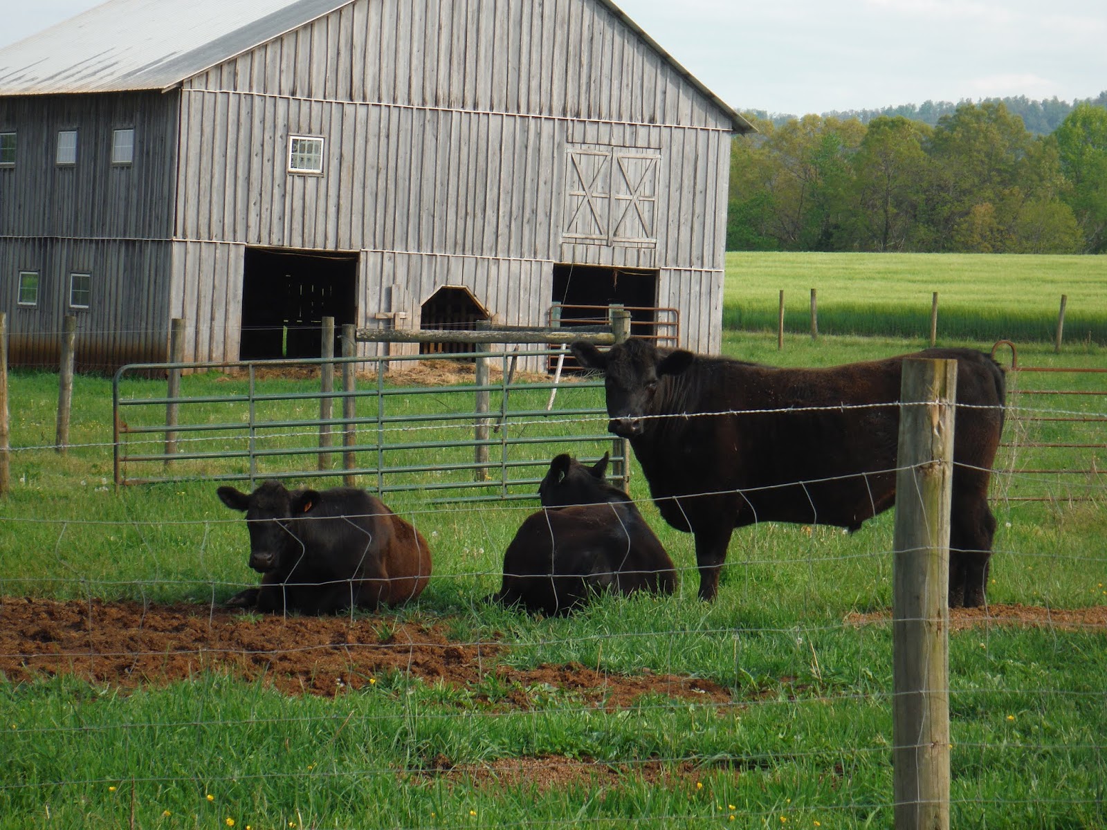 Woodridge Farm: WOOD RIDGE FARM