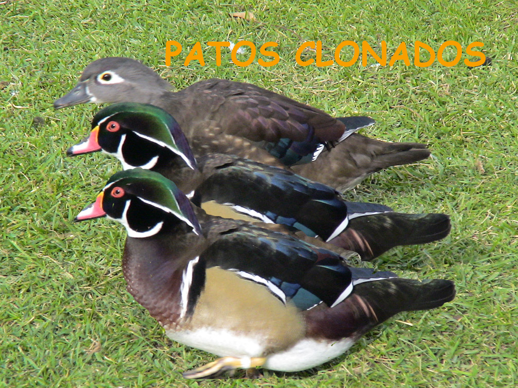 TECNOLOGÍA. : GIMP7,8 y 9. PATOS 1,2 y 3