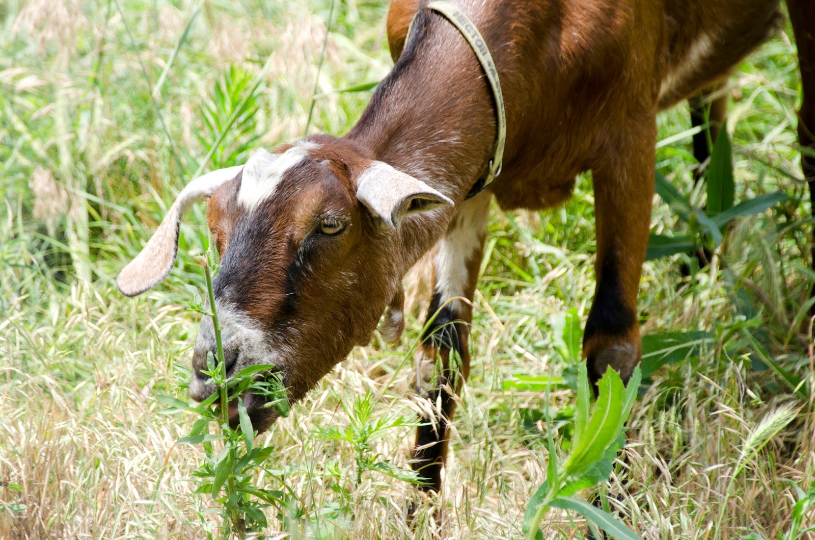 Urban Wildlife Guide: Goats at Work