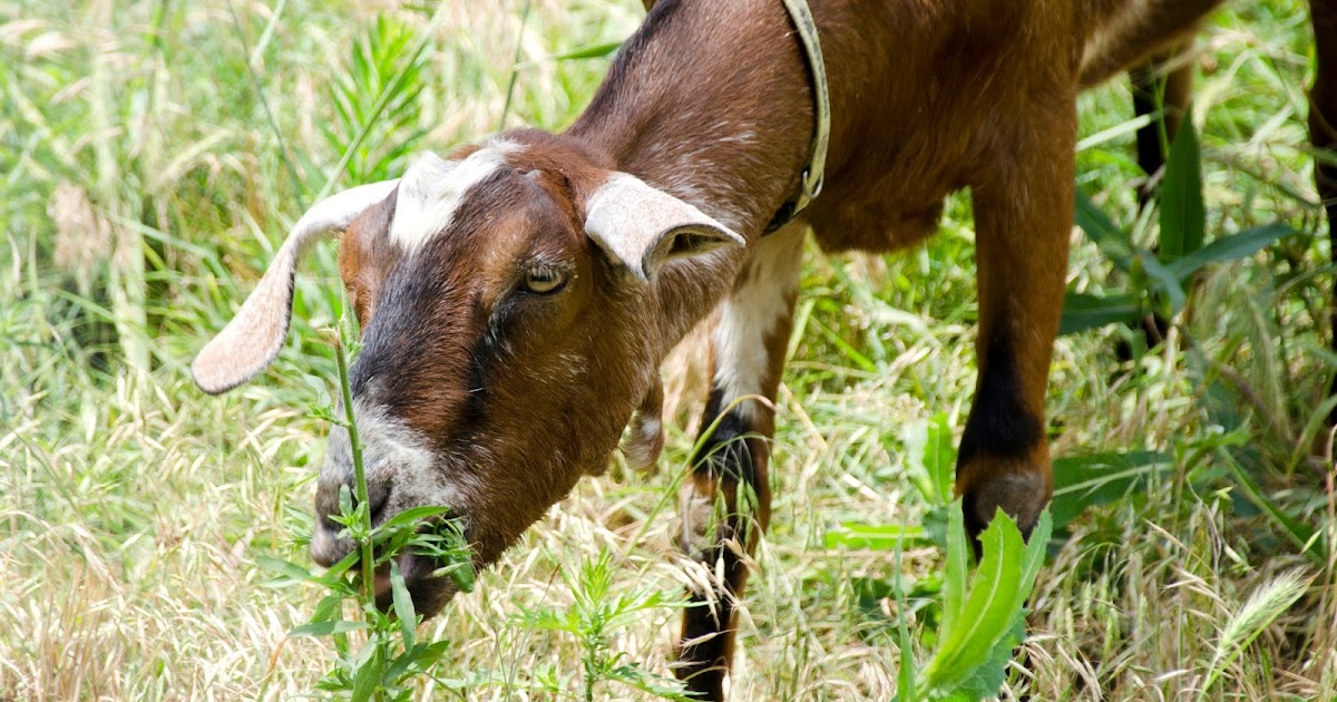 Urban Wildlife Guide: Goats at Work