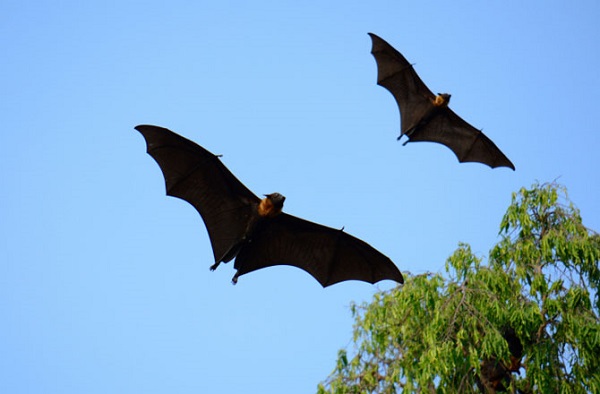 Foraging Bats Copy Each Other's Flight Plans