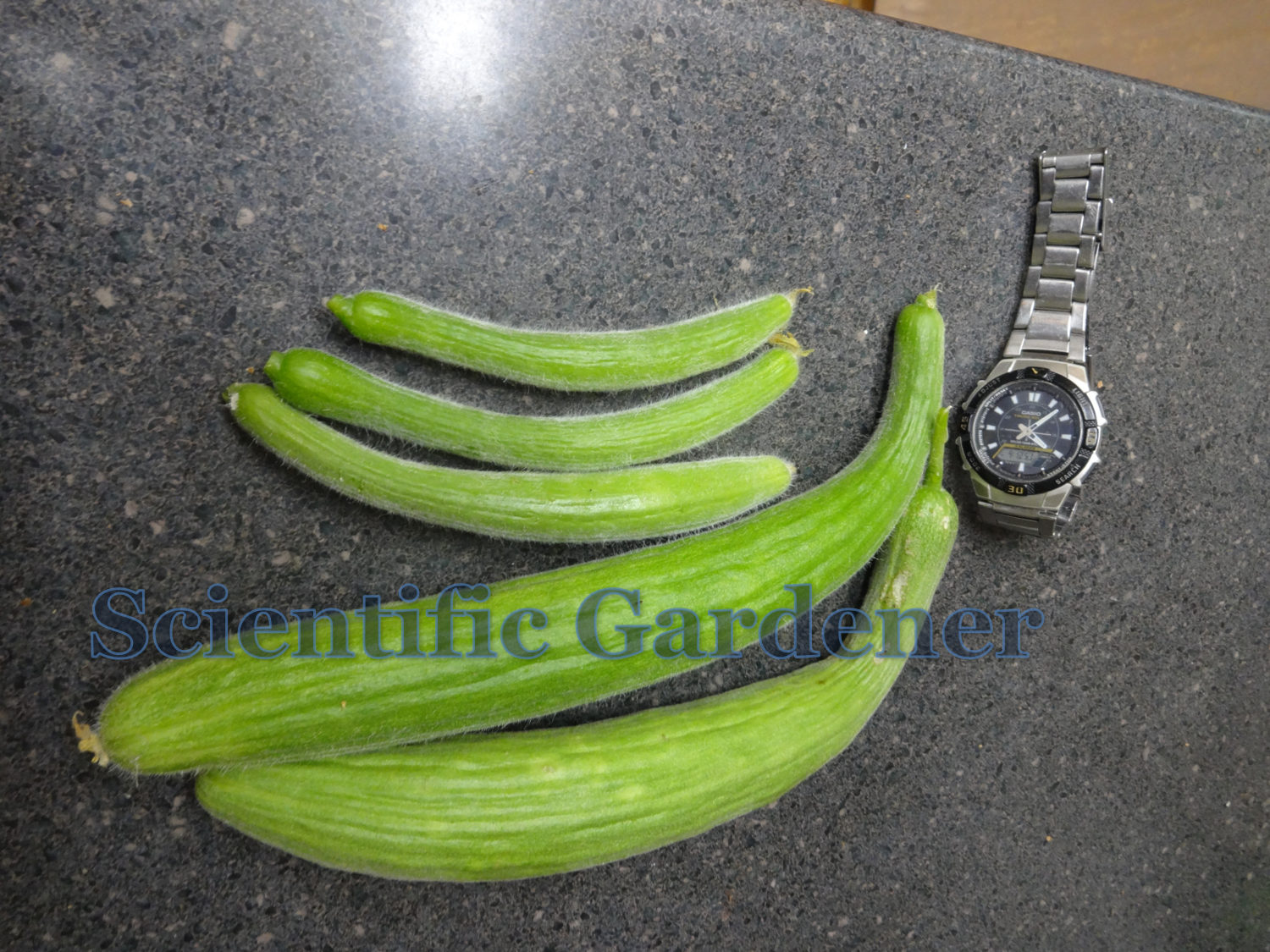 The Scientific Gardener: 2018 Dark Armenian Cucumber