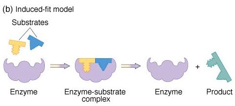 Kepo Kimia: Biokimia : Mekanisme Aksi Enzim