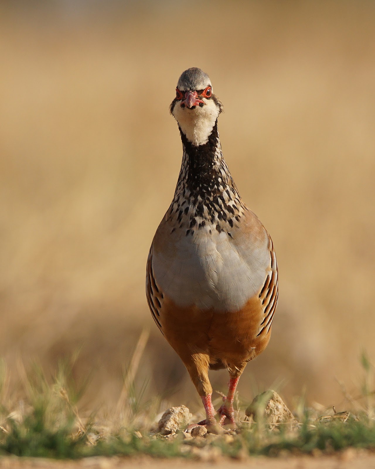 Pasión por las aves: Perdiz roja,(Alectoris rufa)