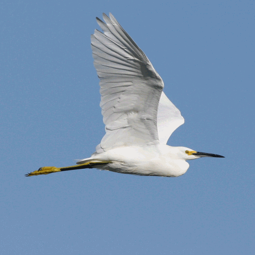 Aves Bonaerenses: Garcita blanca animada