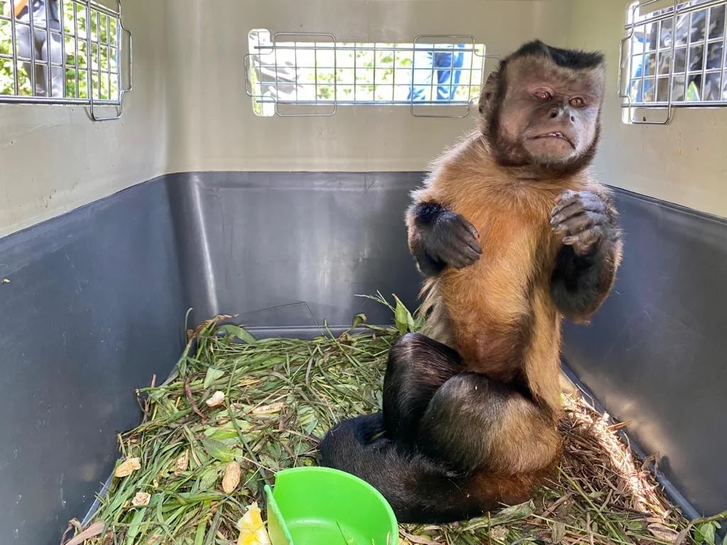 Regresan a su hábitat natural a 38 animales silvestres en el Meta ...