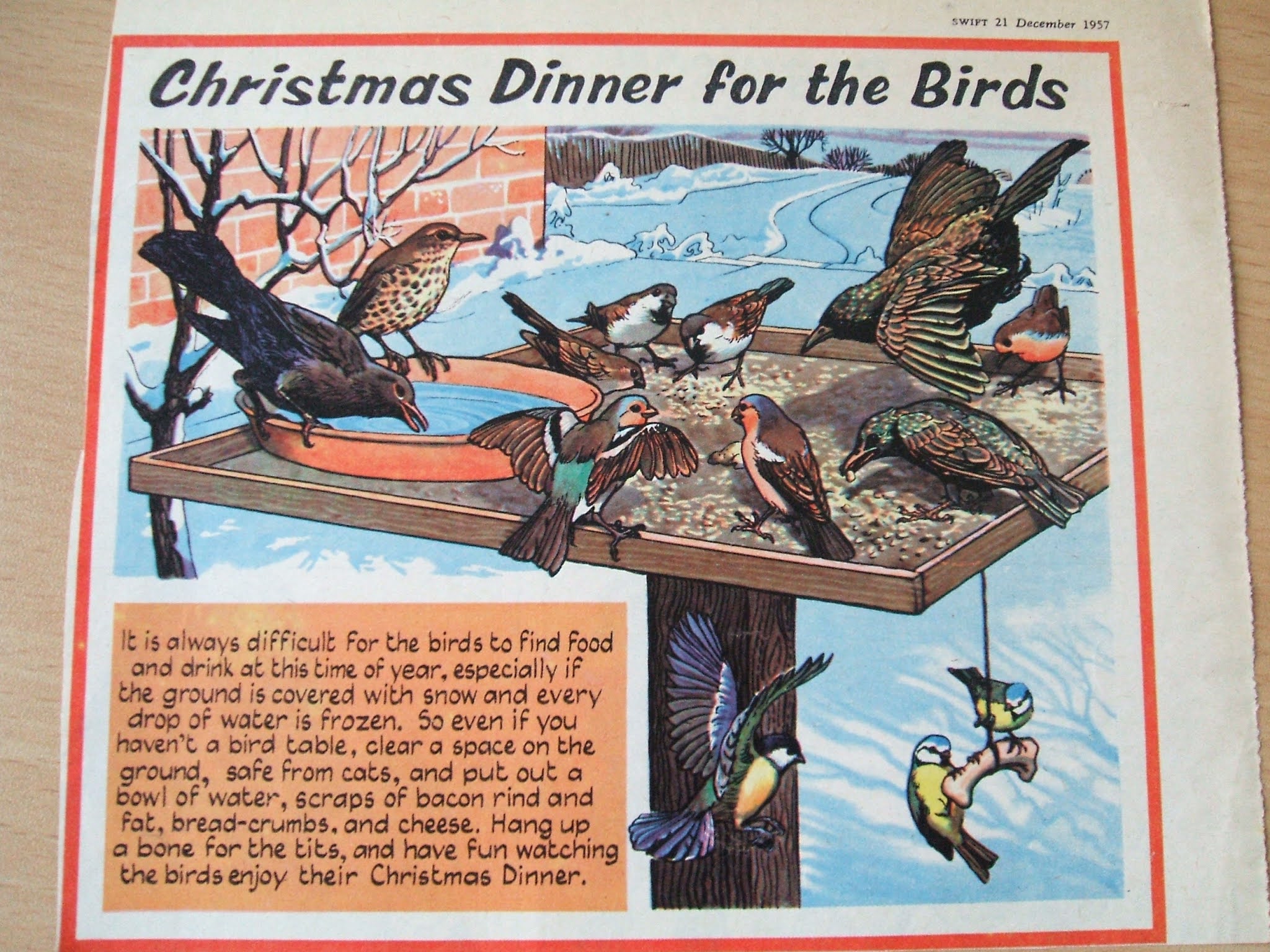 Raymond Sheppard and Swift Comic: Birds and their nests (Part Two)