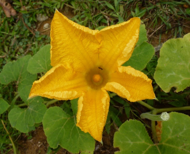Greenfingers: Pokok Labu Berbunga