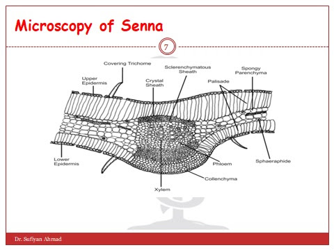 To study the Macroscopical and Microscopical and Extraction of Senna
