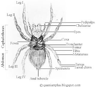 World of Arachnids : Anatomy and Physiology of Spiders