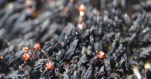 Andreaea Genus | Indonesian Forest